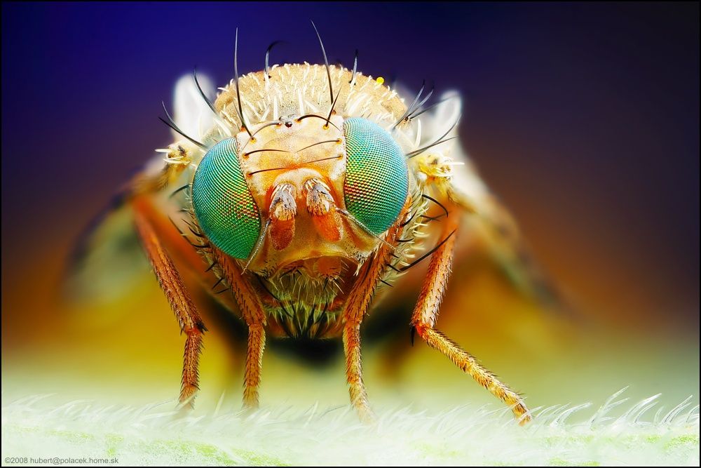 TRICHOUS... Foto & Bild | tiere, wildlife, insekten Bilder auf ...