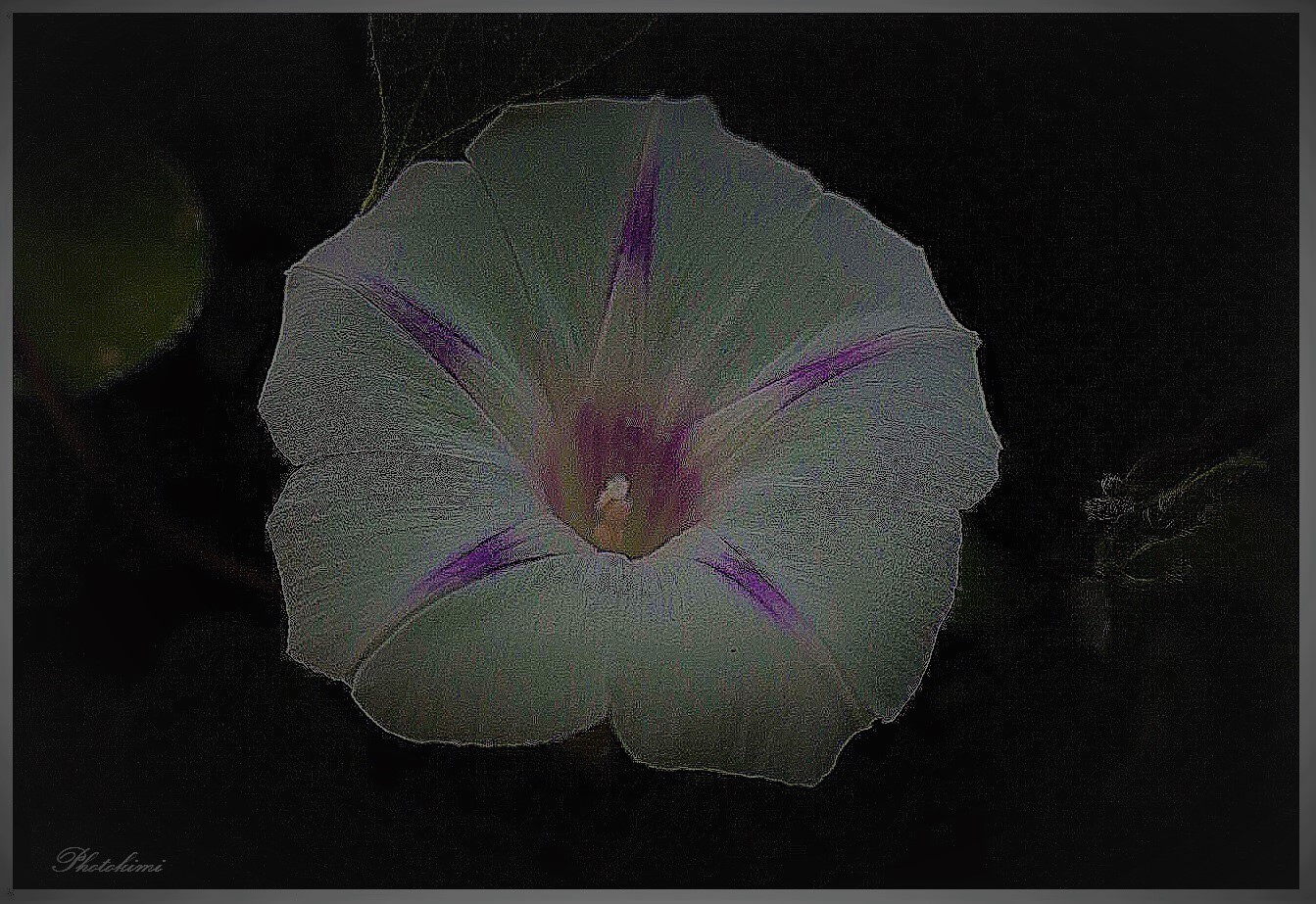 Trichter Winde Foto & Bild | pflanzen, pilze & flechten, blüten ...