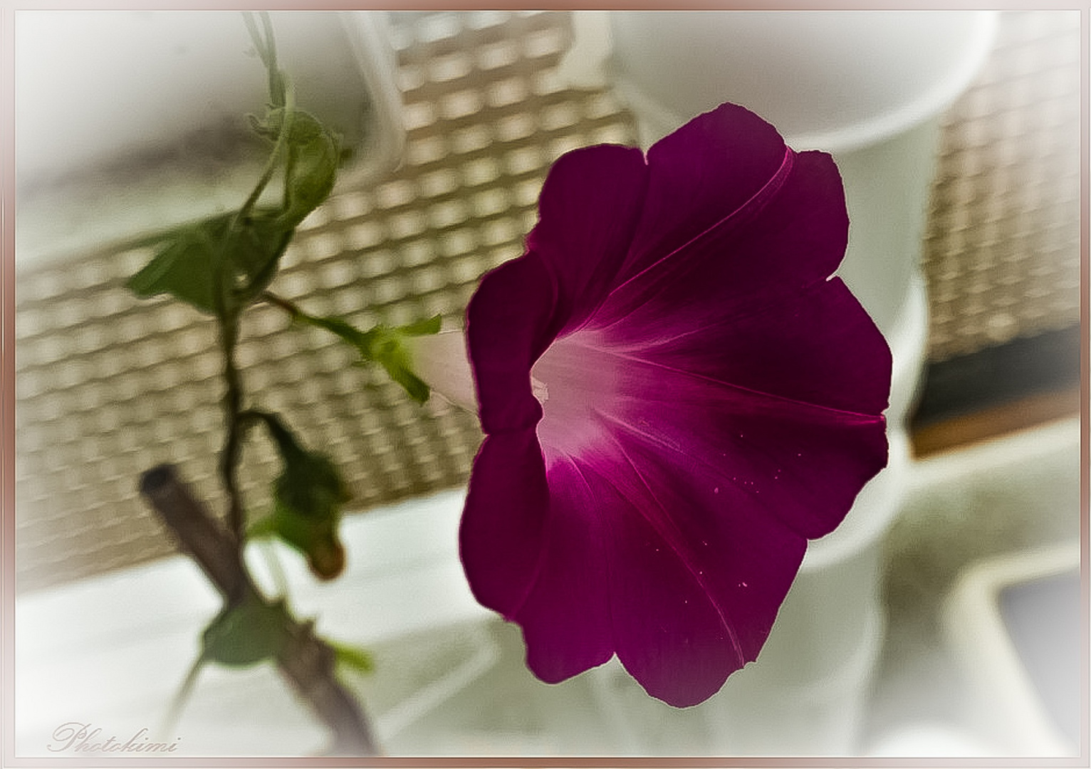 Trichter Winde Foto & Bild | pflanzen, pilze & flechten, blüten ...