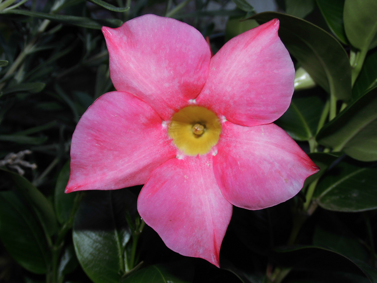 Trichterblüte (Dipladenia, Mandevilla) 'Summer Bell' Foto & Bild ...