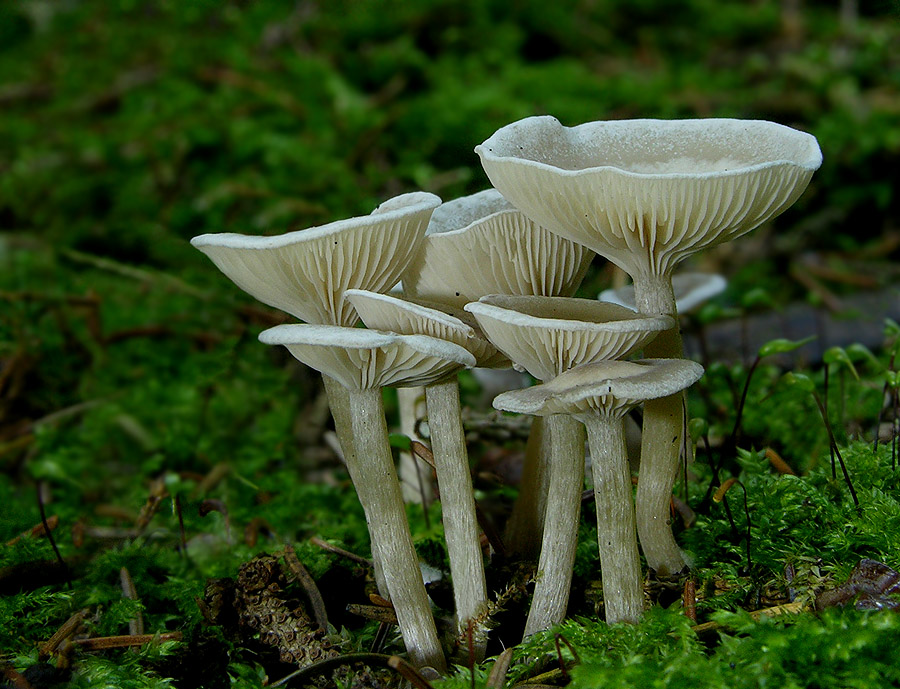 Trichterlingsfamilie Foto & Bild | pflanzen, pilze & flechten, pilze ...