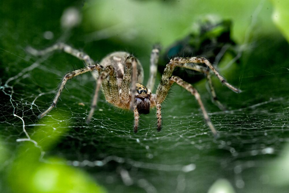 Trichternetz Spinne Foto & Bild | tiere, wildlife, spinnen Bilder auf ...