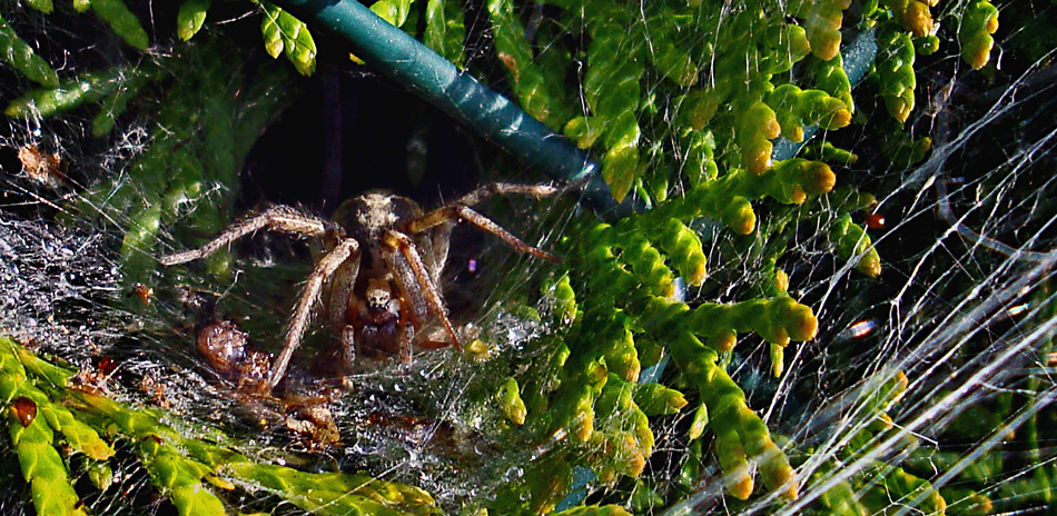 Trichternetzspinne (Agelenidae) Foto & Bild | tiere, wildlife, spinnen ...