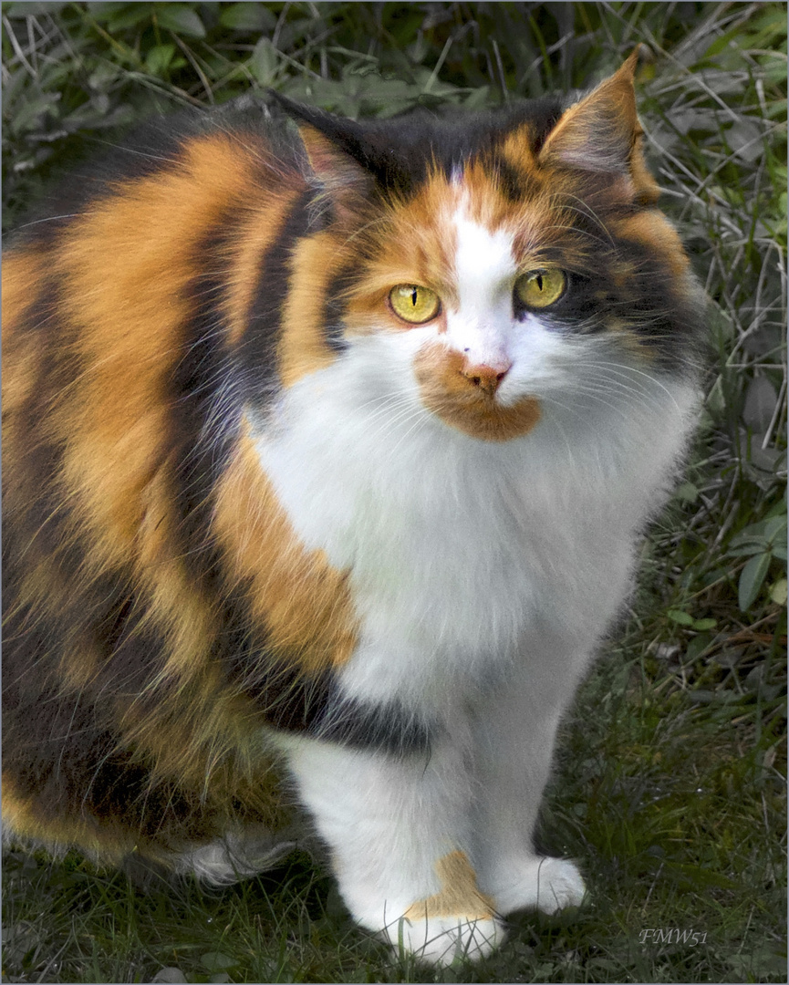 Tricoloured Lucky Cat Foto & Bild | tiere, haustiere, katzen Bilder auf ...