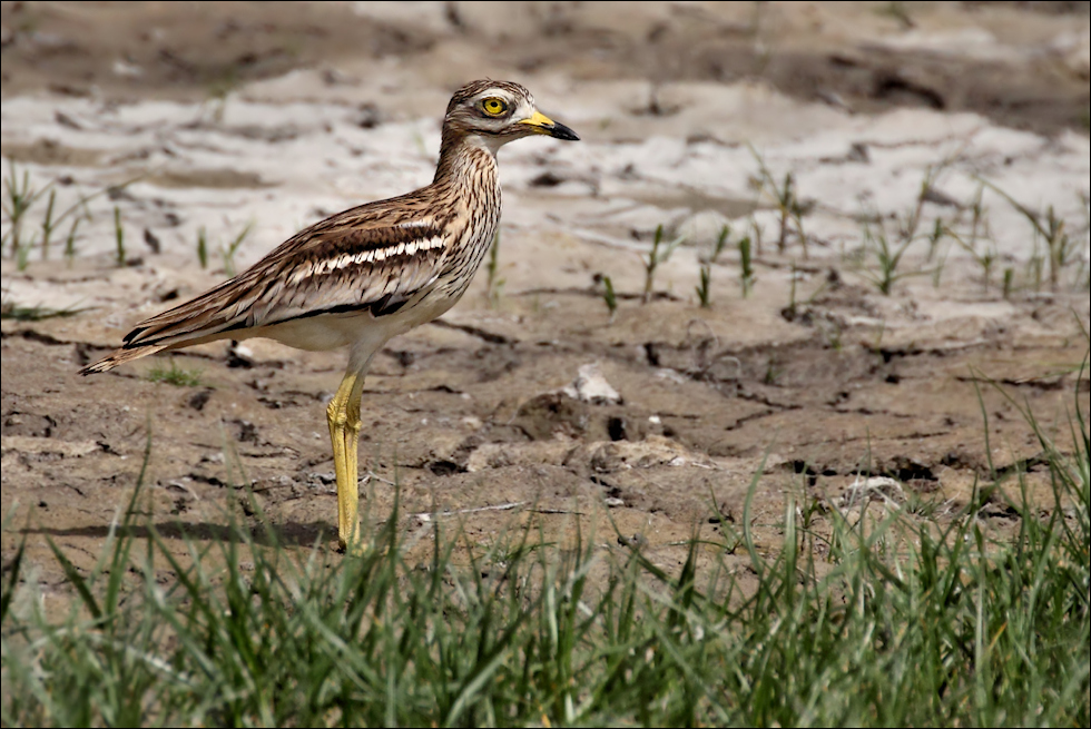 Triel Foto & Bild | tiere, wildlife, wild lebende vögel Bilder auf ...