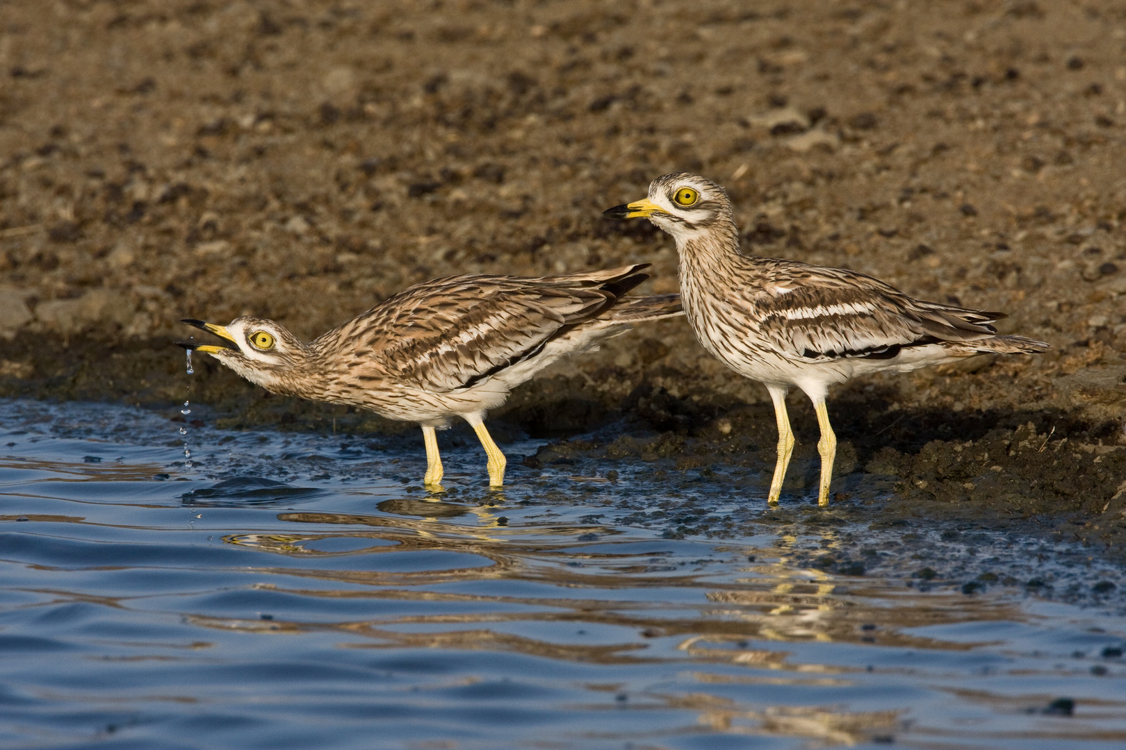 Triel: Was für ein Durst Foto & Bild | tiere, wildlife, wild lebende ...