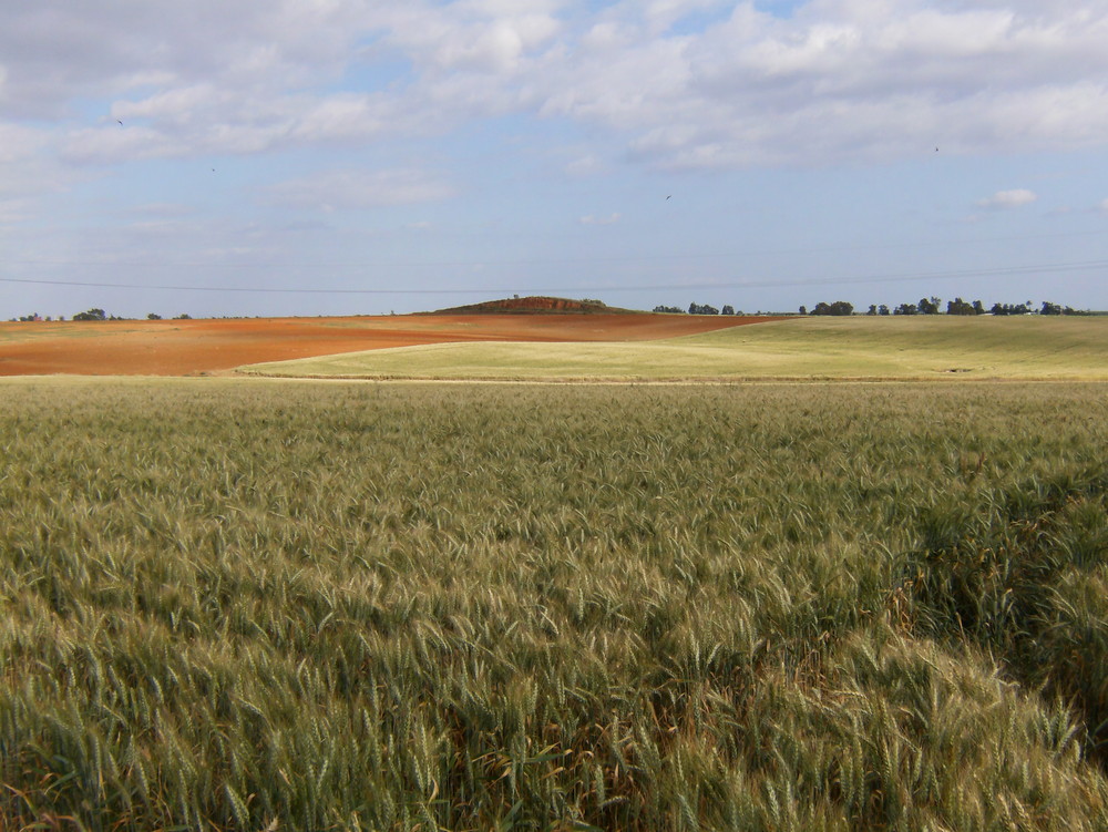 TRIGAL Imagen & Foto | naturaleza diversa , sevilla, naturaleza Fotos ...