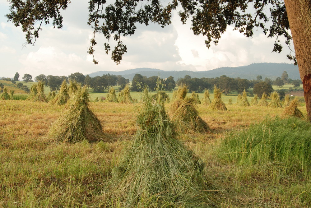 Trigales ( Nikon (D80) Imagen & Foto | paisajes, campo, naturaleza ...