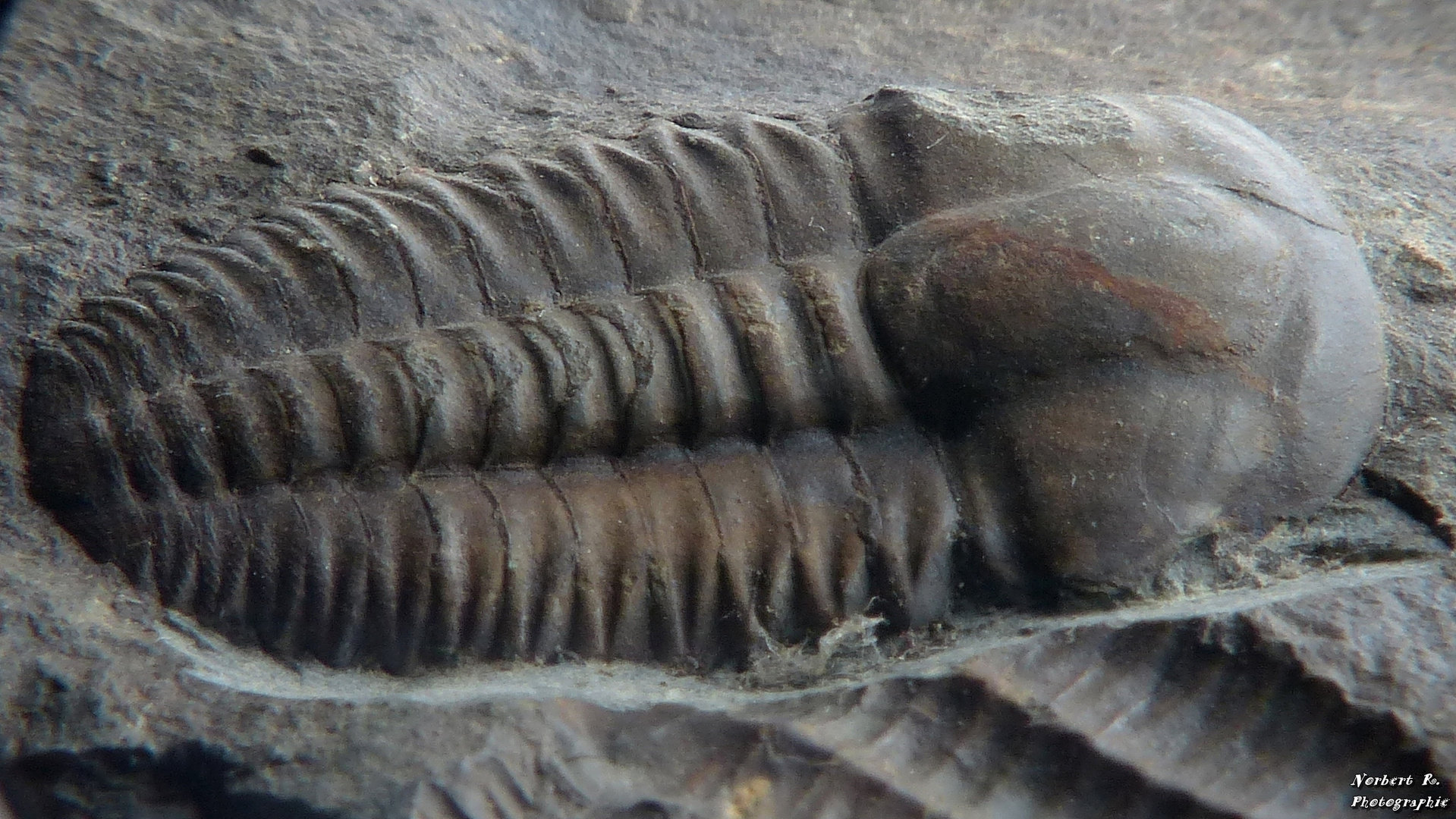 Trilobit Foto & Bild | motive, urzeit, fossil Bilder auf fotocommunity