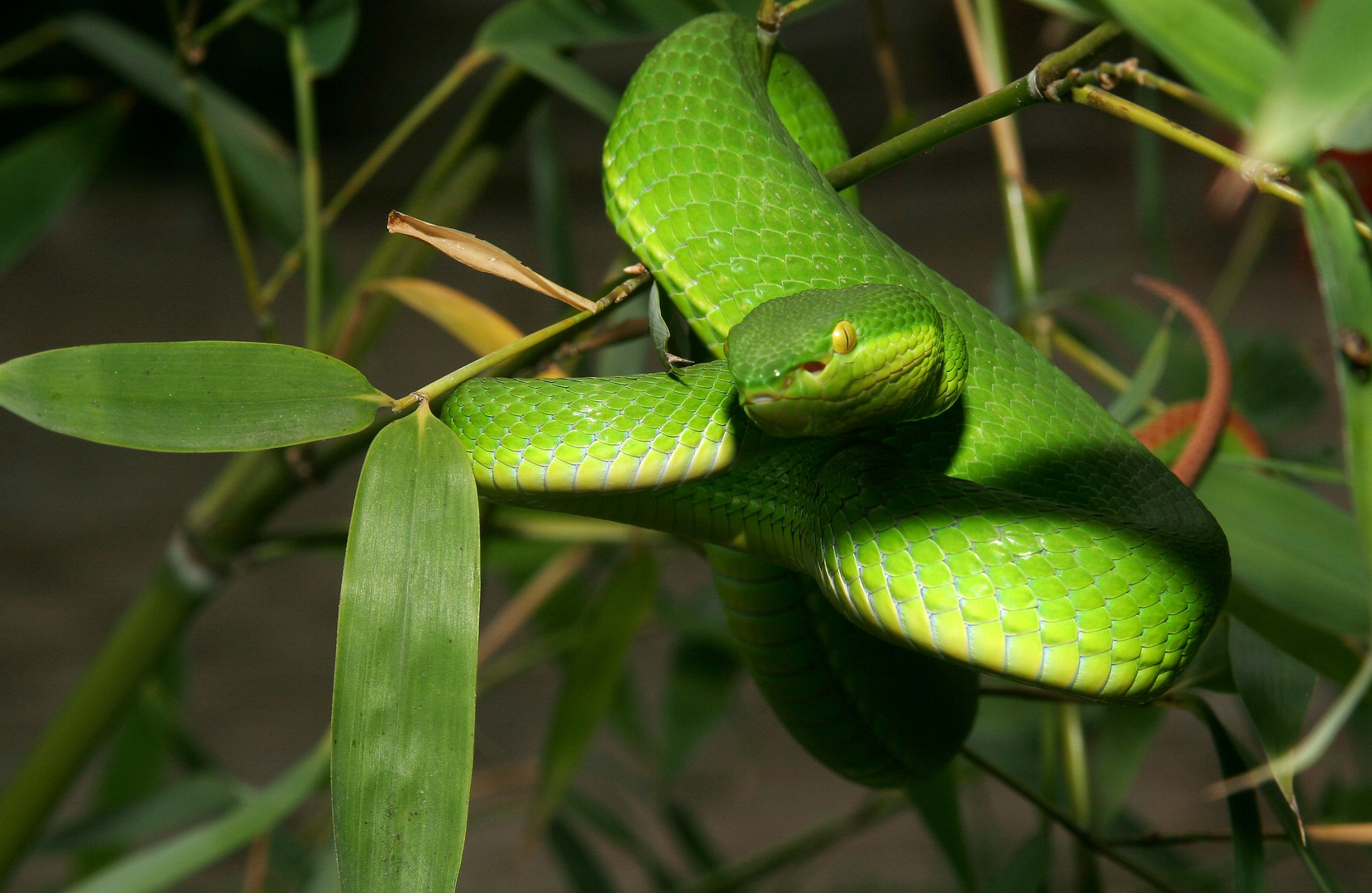 Trimeresurus photo et image | animaux, reptiles, amphibiens, nature ...