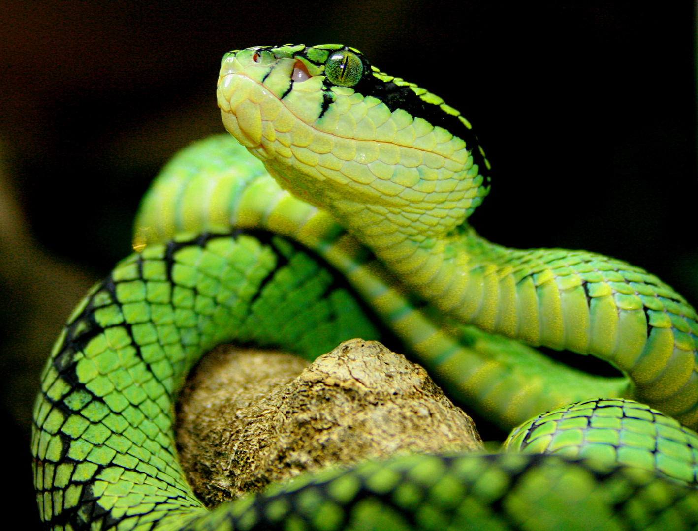Trimeresurus trigonocephalus Foto & Bild | tiere, haustiere ...
