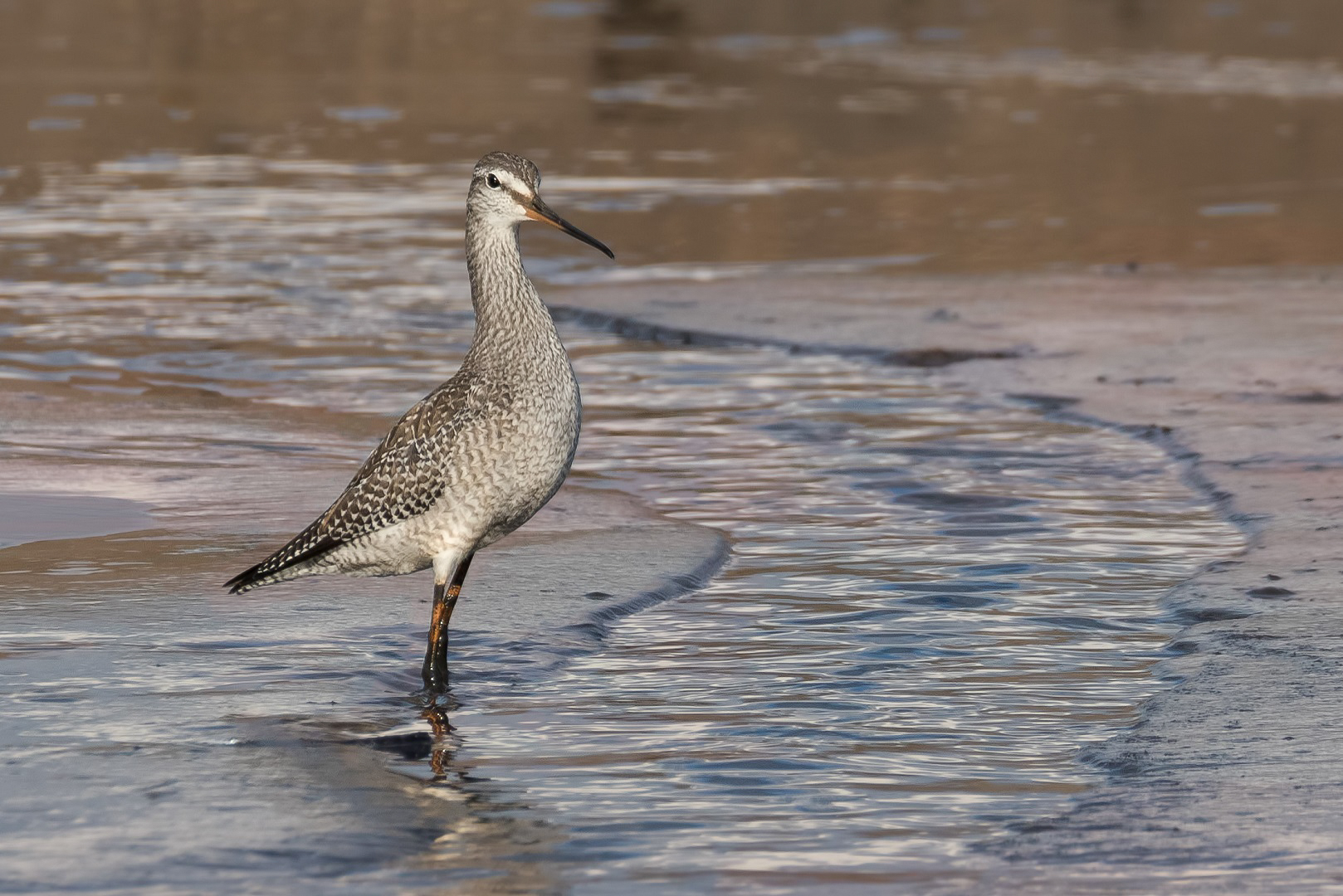 Tringa Erythropus Foto & Bild | tiere, wildlife, wild lebende vögel ...