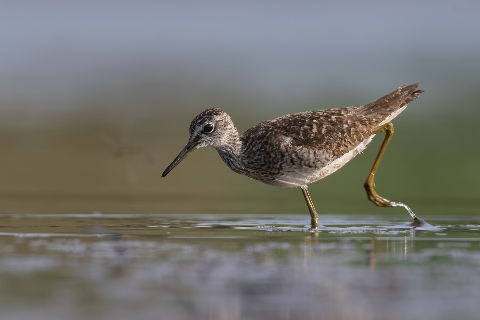 Tringa glareola Foto & Bild | tiere, wildlife, wild lebende vögel ...