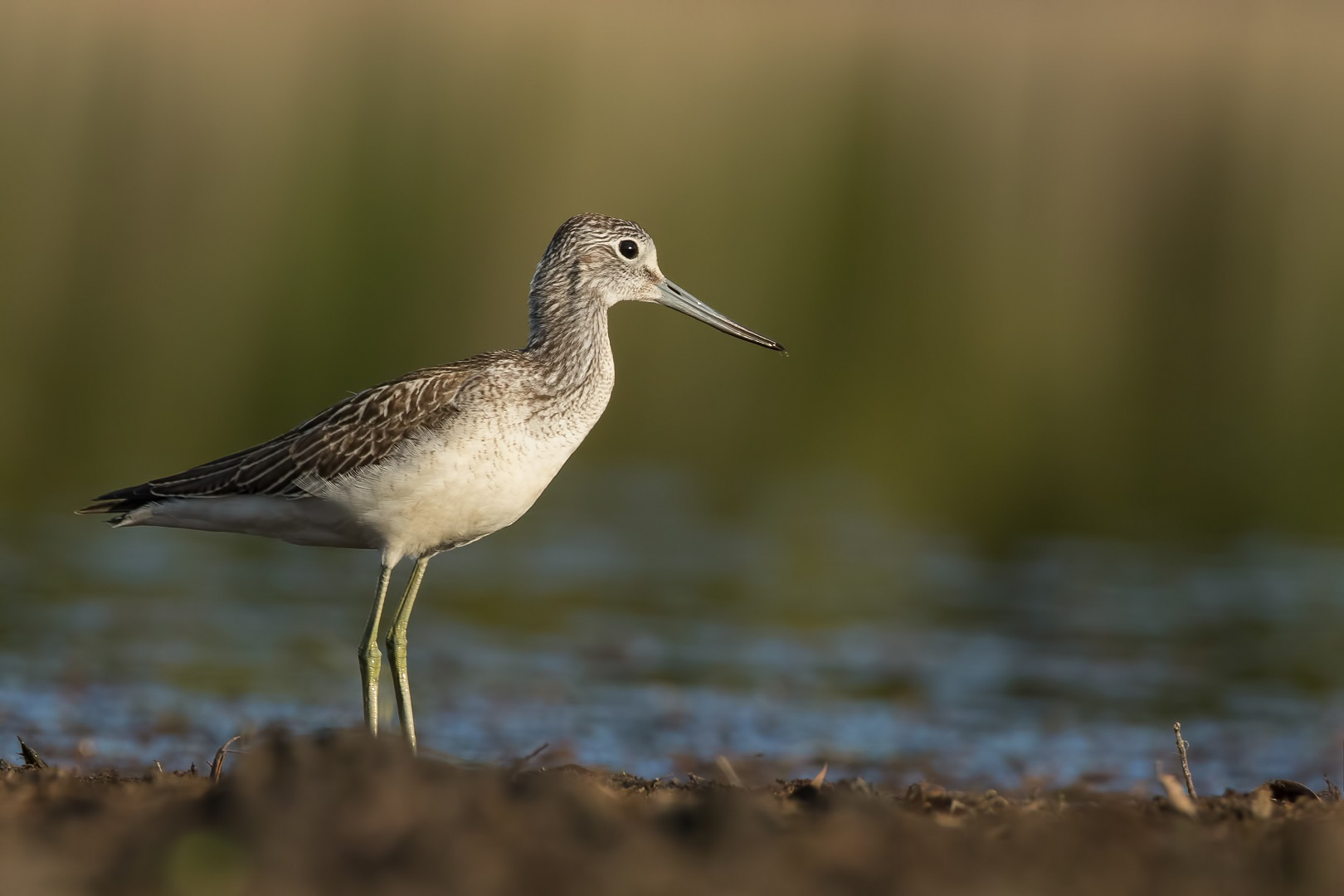 Tringa nebularia Foto & Bild | natur, vogel, tiere Bilder auf fotocommunity