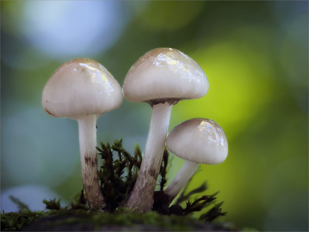 Trio Foto & Bild | world, wald, makro Bilder auf fotocommunity