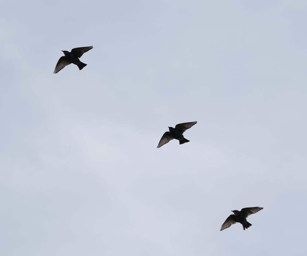 Trio der Stare Foto & Bild | fotos, natur, tiere Bilder auf fotocommunity