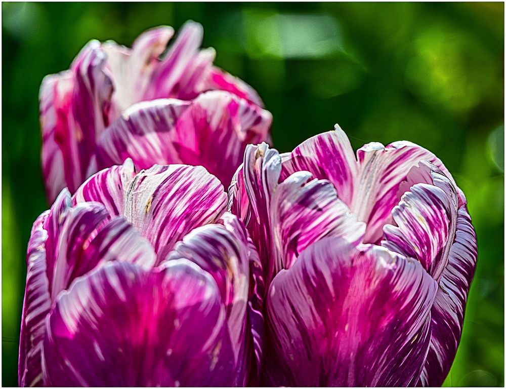 Trio in Rosa Foto & Bild | tulpen, frühling, natur Bilder auf fotocommunity