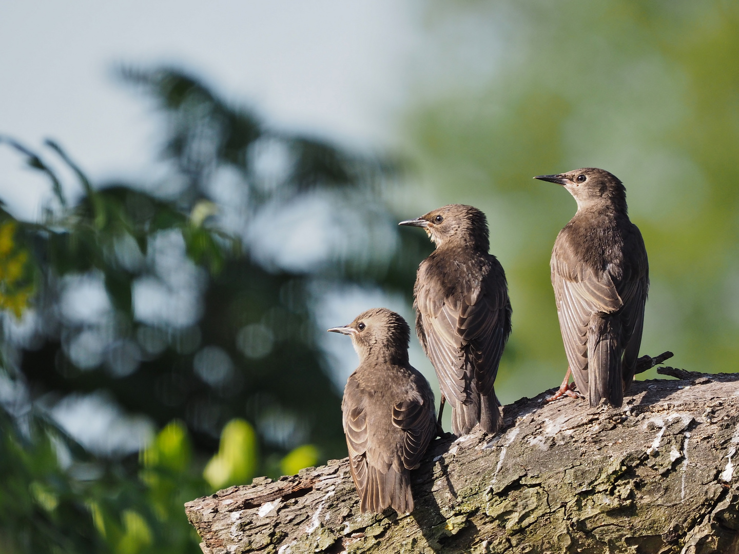 "Trio Infernale" Foto & Bild | tiere, wildlife, wild lebende vögel ...