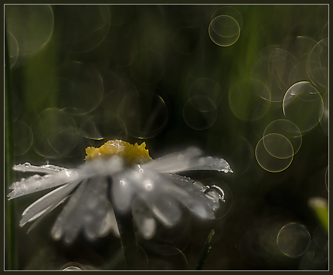 Trioplan Foto & Bild | pflanzen, pilze & flechten, blüten ...