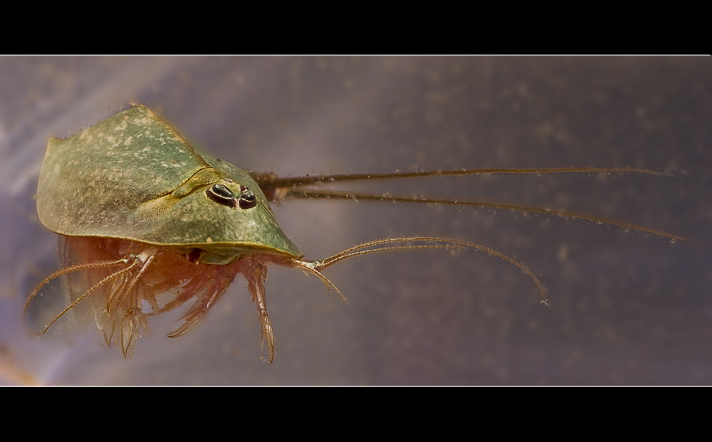 Triops- Urzeitkrebse Foto & Bild | tiere, haustiere, aquaristik Bilder ...