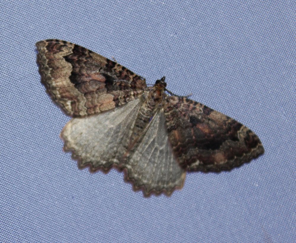 Triphosa dubidata Foto & Bild | natur, insekten, tiere Bilder auf ...