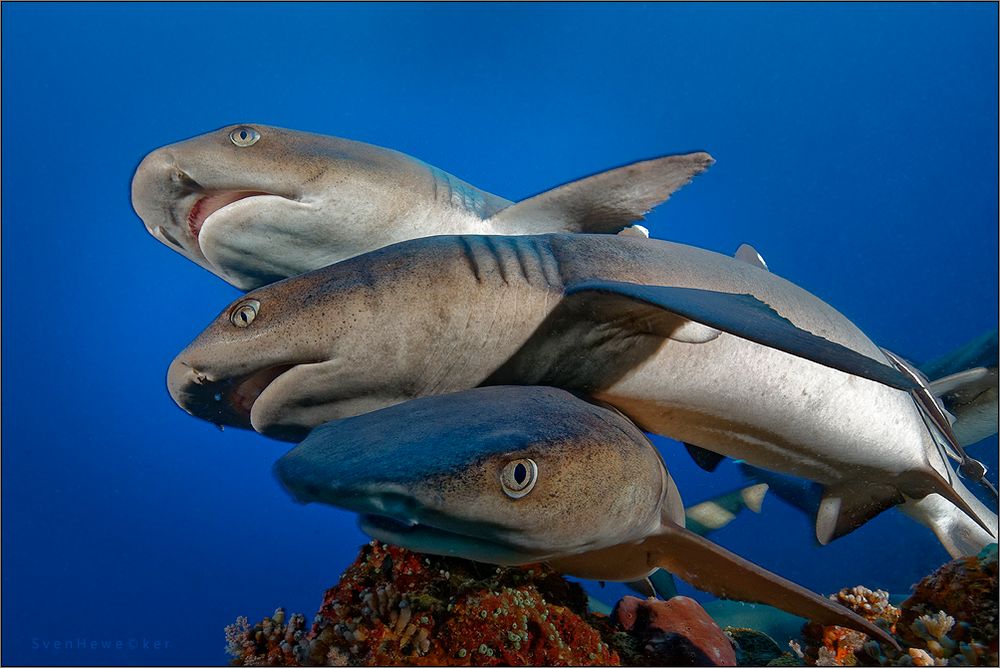 triple sharks Foto & Bild | natur, unterwasser, salzwasser Bilder auf ...