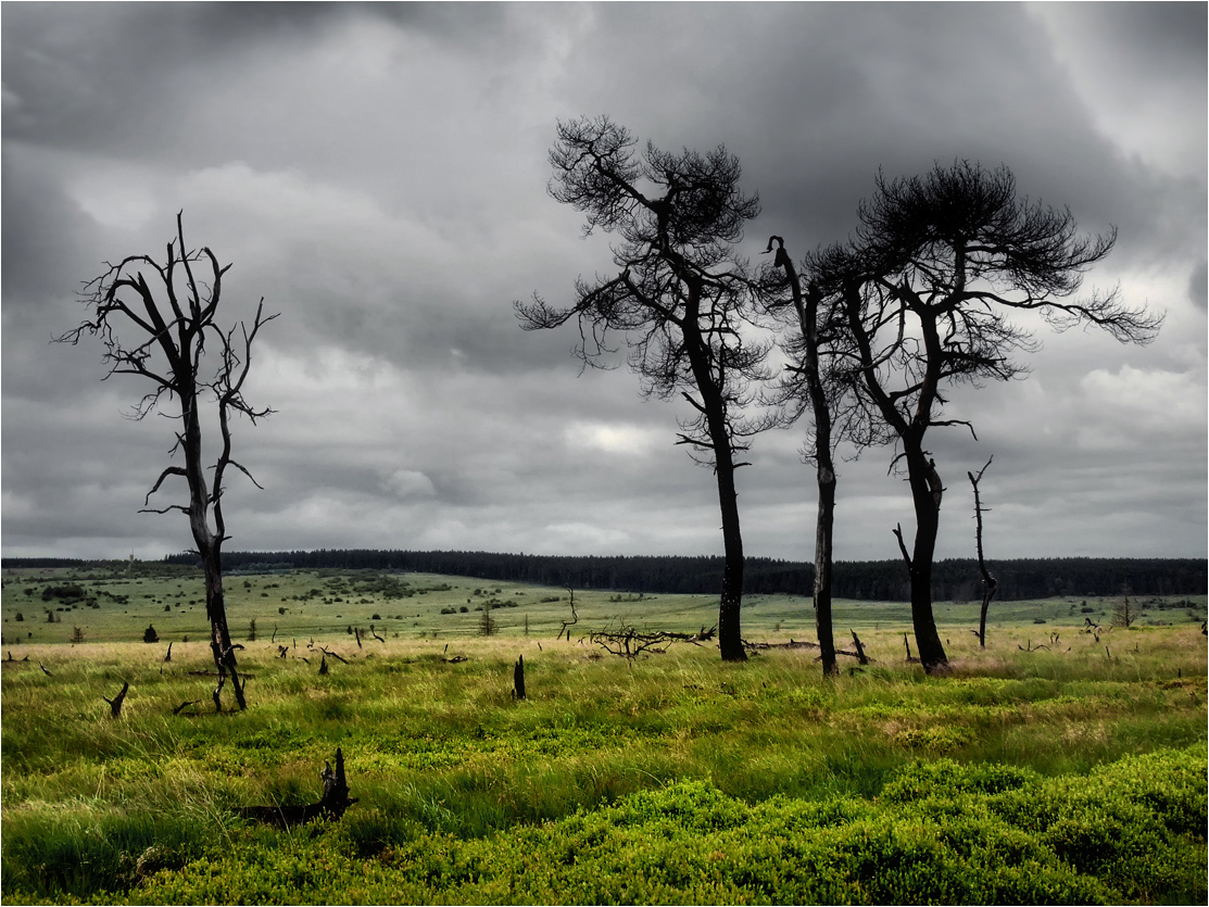 trist Foto & Bild | natur, landschaft, moor Bilder auf fotocommunity