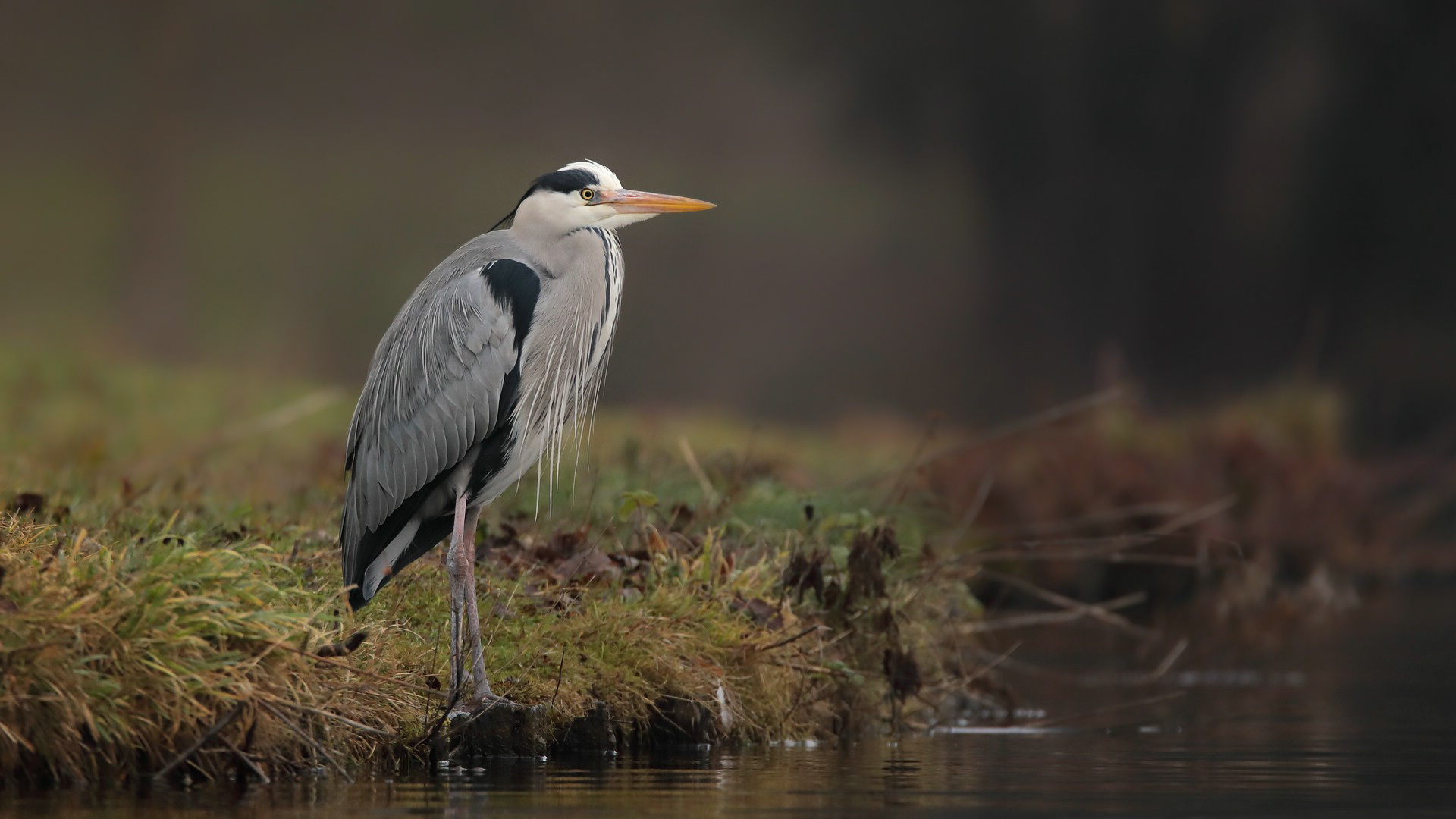 -Trist- Foto & Bild | fotos, canon, wiese Bilder auf fotocommunity