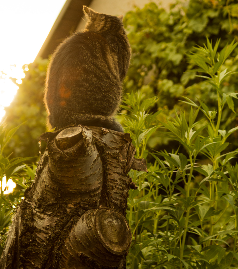 Trixi Foto & Bild | tiere, haustiere, katzen Bilder auf fotocommunity