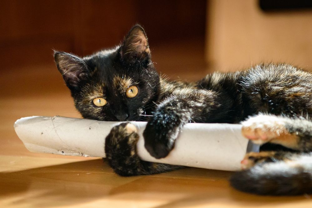 Trixi... Foto & Bild | tiere, haustiere, katzen Bilder auf fotocommunity