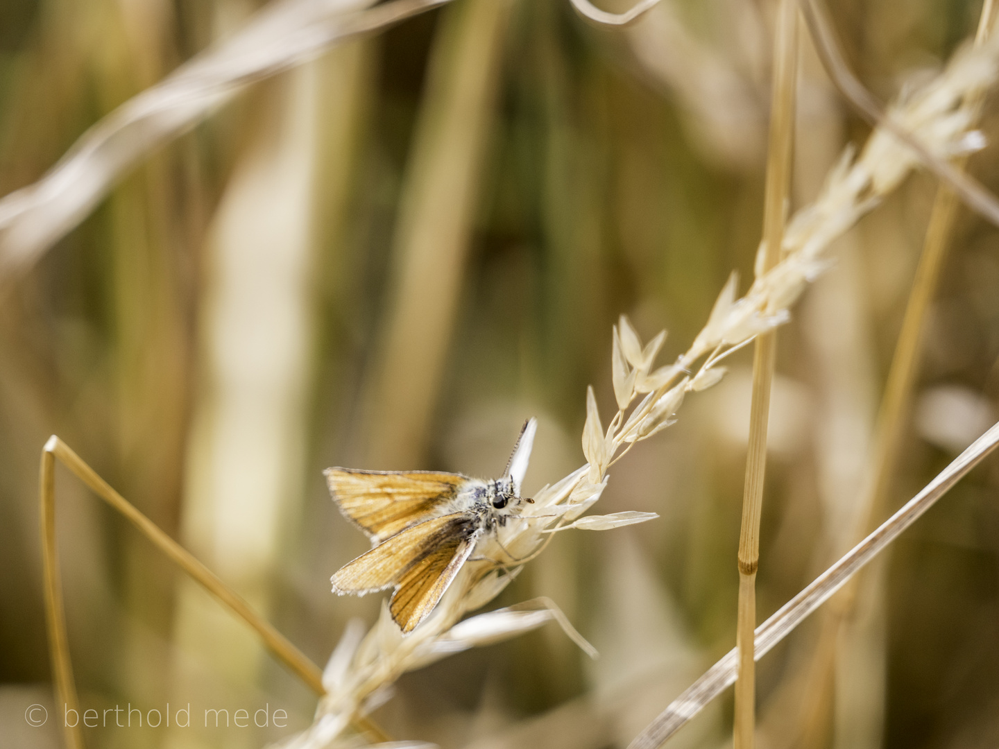 trocken Foto & Bild | tiere, wildlife, insekten Bilder auf fotocommunity