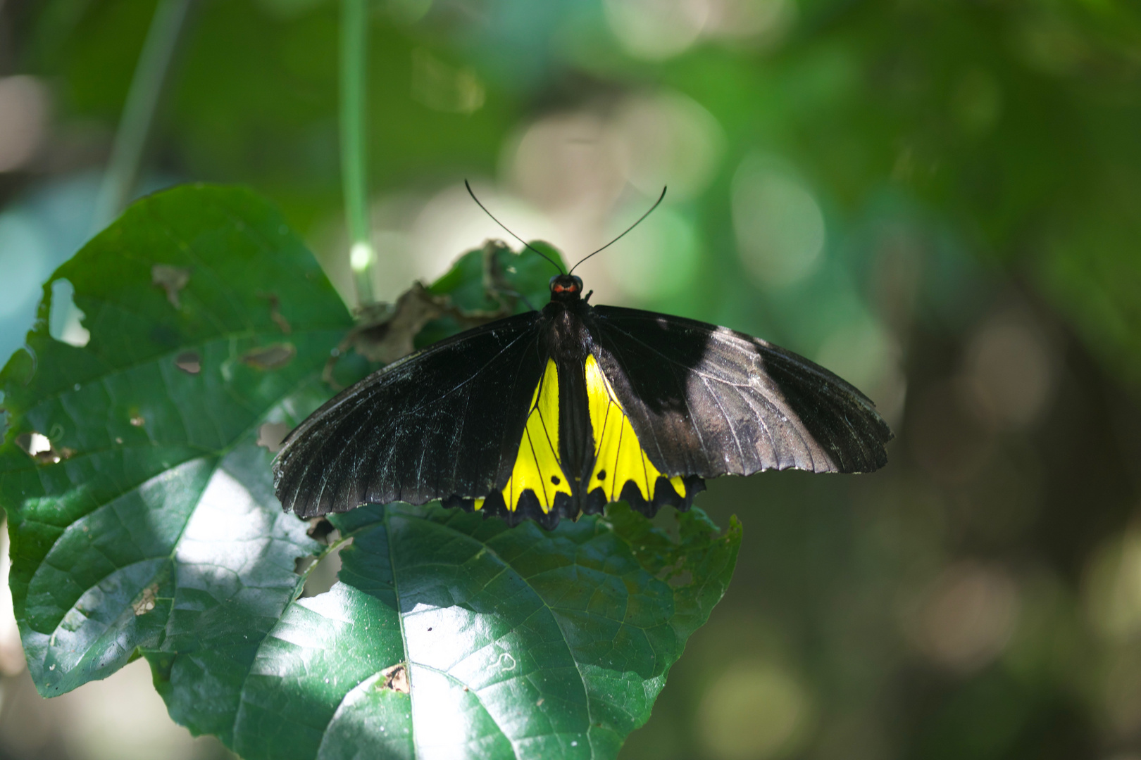 Troides Helena Foto & Bild | outdoor, natur, schmetterling Bilder auf ...