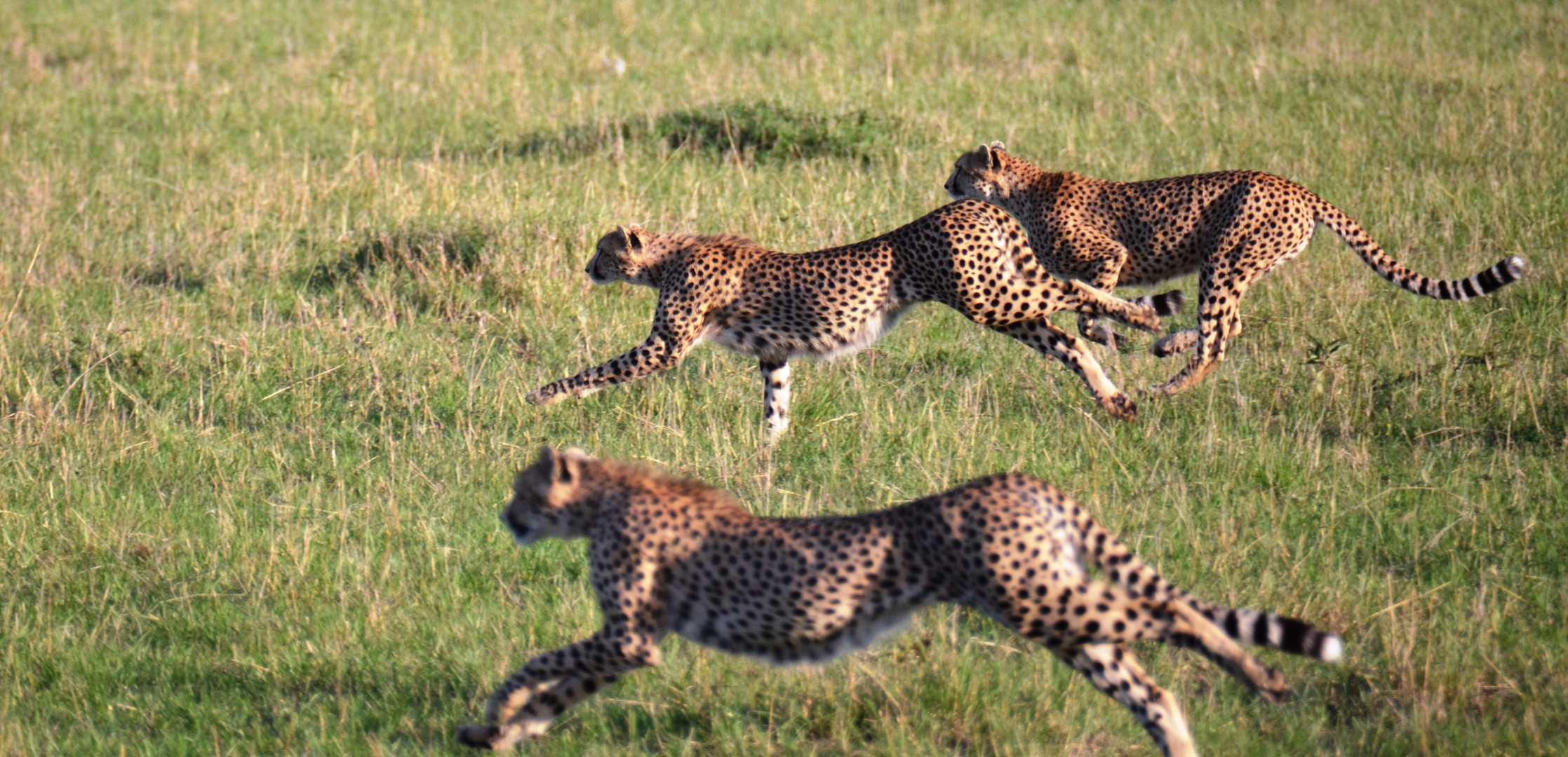 trois guépards à la chasse photo et image | animaux, animaux sauvages ...
