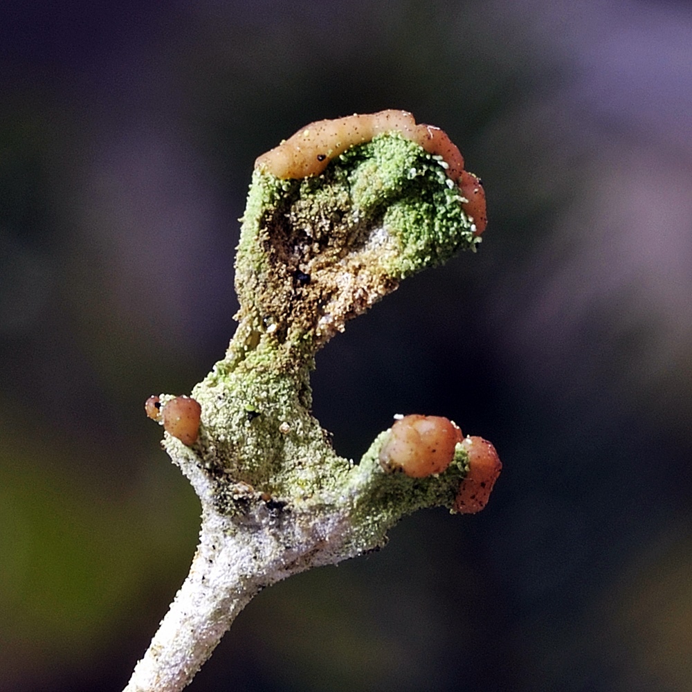 Trompeten-Becherflechte (Cladonia fimbriata) Foto & Bild | pflanzen, pilze & flechten, pilze ...