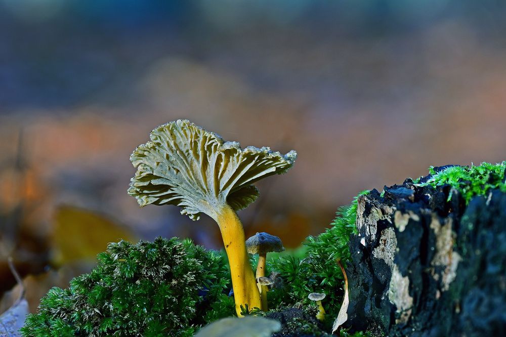 Trompetenpfifferling Foto & Bild | pflanzen, pilze & flechten, pilze & flechten, wald Bilder auf ...