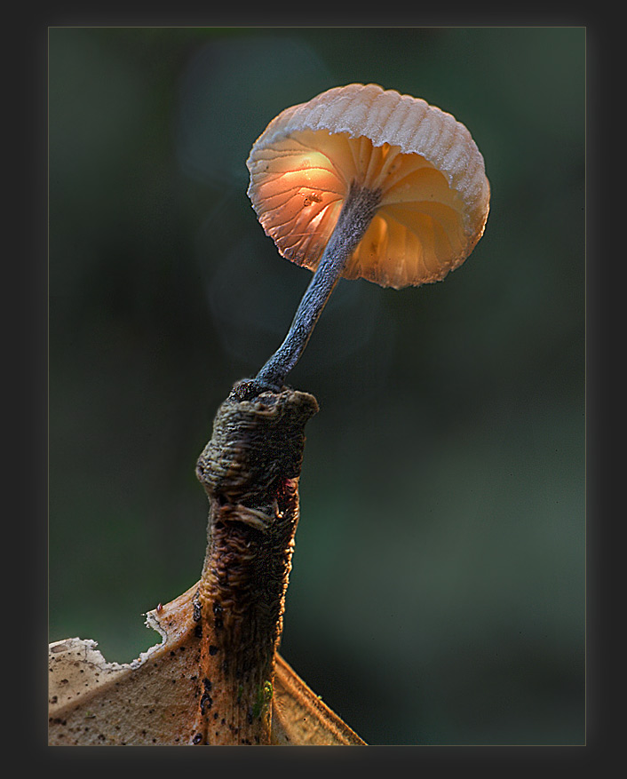 Tropen-Blätterpilz I Foto & Bild | pflanzen, pilze & flechten, pilze ...
