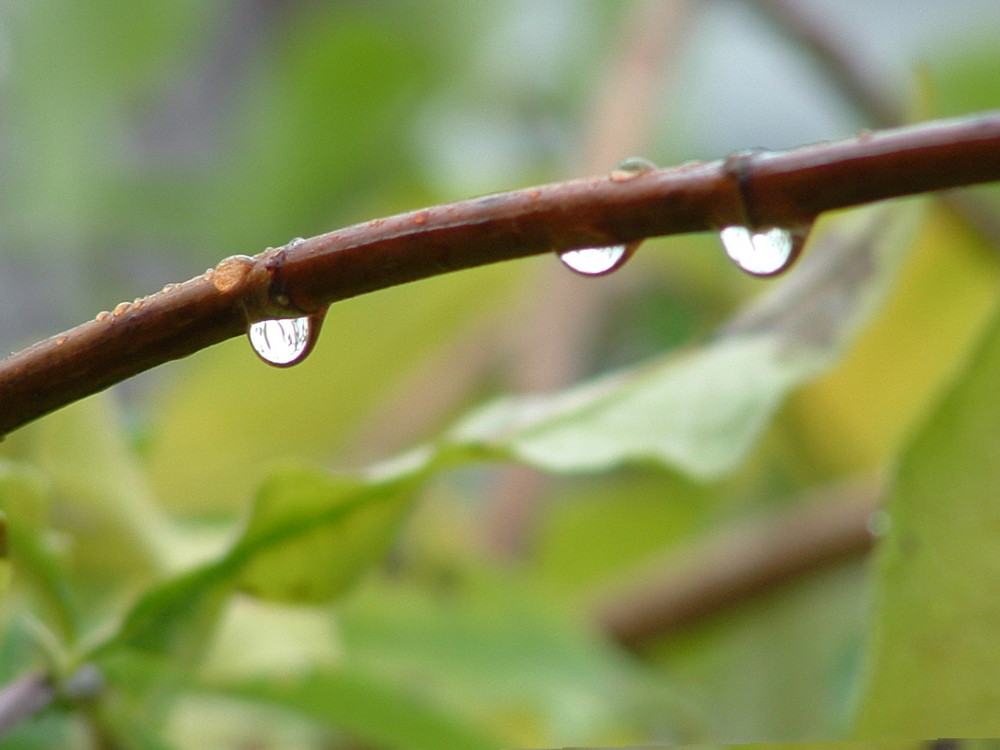 *tropf* Foto & Bild | sonstiges, wasser im detail, natur Bilder auf ...