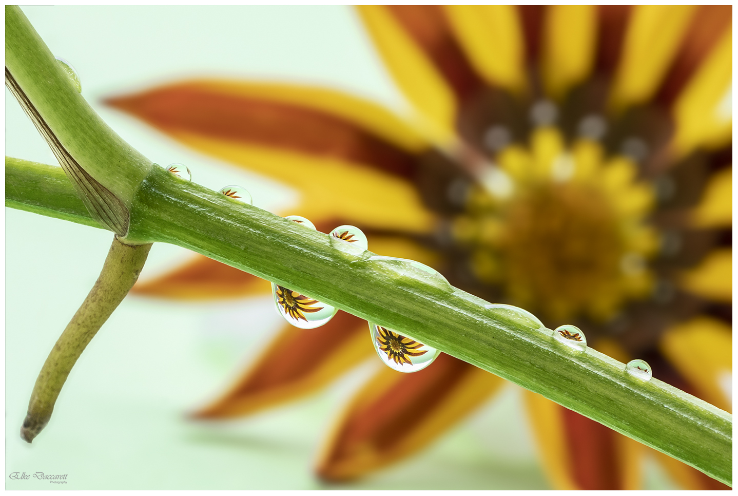 Tropf, tropf, tropf Foto & Bild | spezial, wasser, natur Bilder auf ...