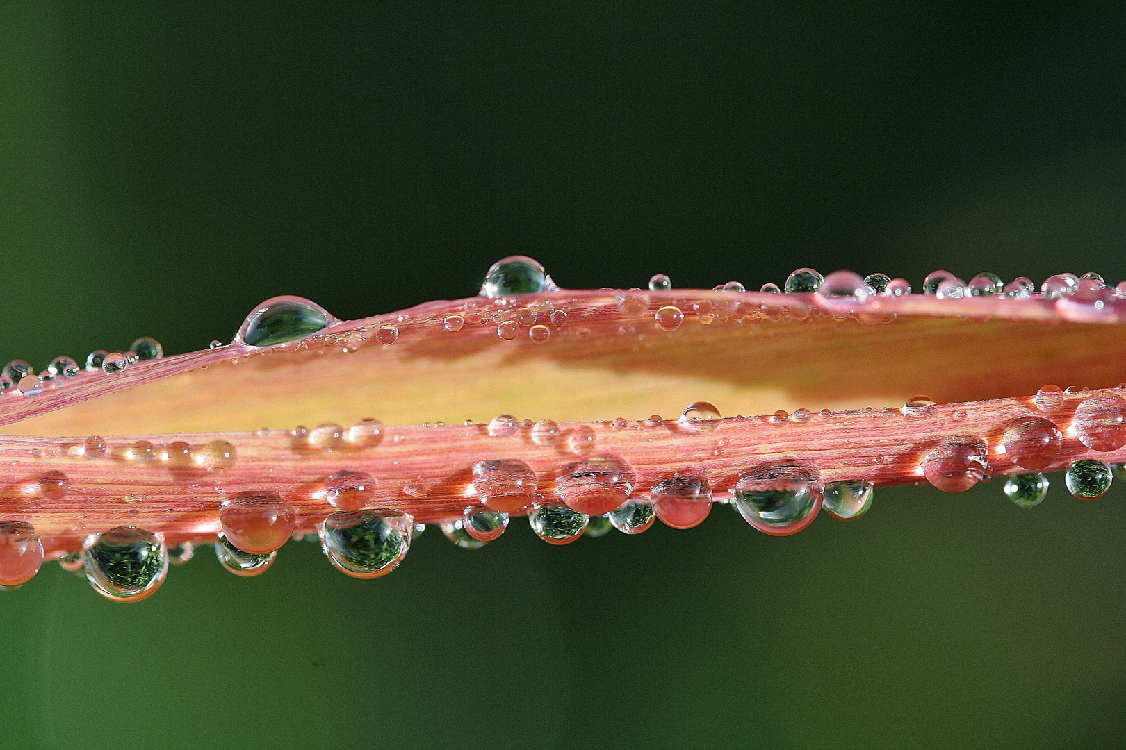 Tropfen Foto & Bild | naturereignisse, die elemente, natur Bilder auf ...