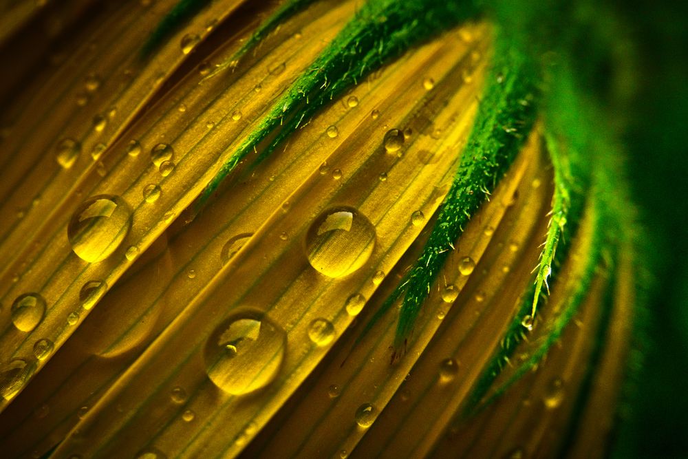 Tropfen Foto & Bild | nah- & makro, techniken, aufnahme-techniken Bilder auf fotocommunity