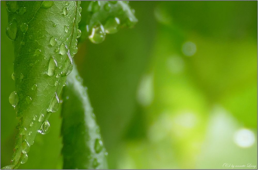 Tropfen Foto & Bild | wasser, natur Bilder auf fotocommunity