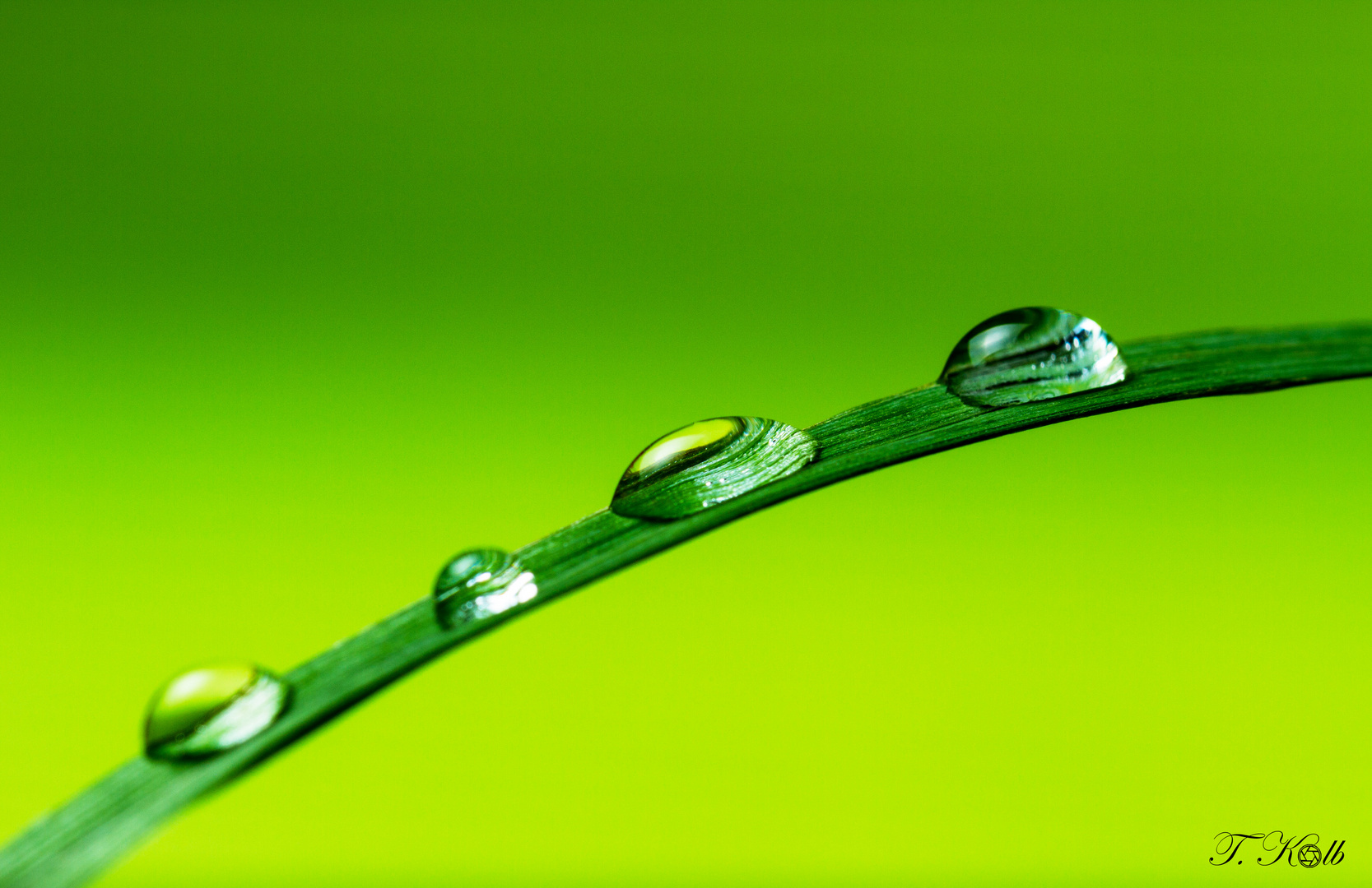 Tropfen Foto & Bild | natur-makros, natur-kreativ, aufnahmetechniken ...