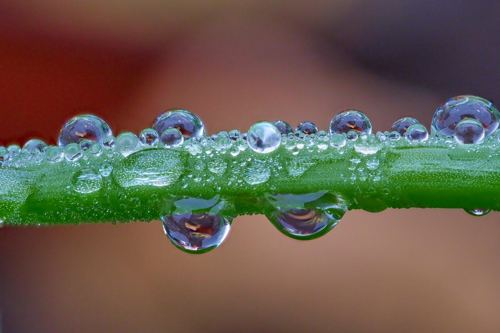 Tropfen........... Foto & Bild | natur-makros, naturereignisse, natur ...