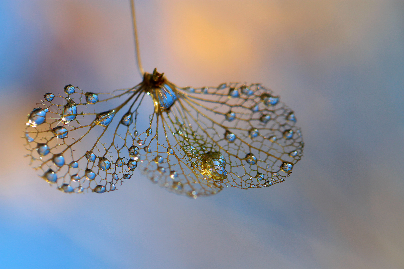 Tropfen Träumerei Foto & Bild | nah- & makro, techniken, aufnahme-techniken Bilder auf fotocommunity