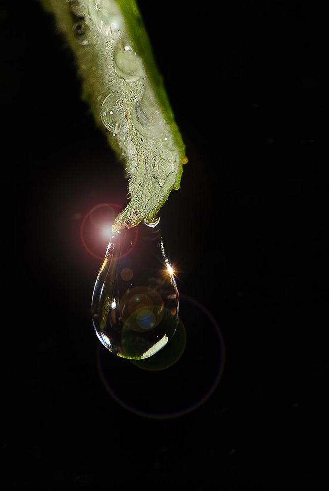 Tropfen vom Blatt im Makro Foto & Bild | nah- & makro, techniken ... Tropfen vom Blatt im Makro Foto & Bild | nah- & makro, techniken ...