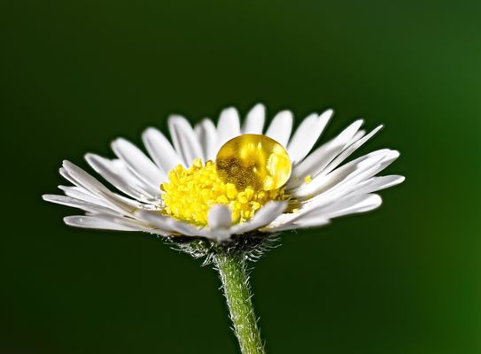 Tabletop Bilder & Fotos