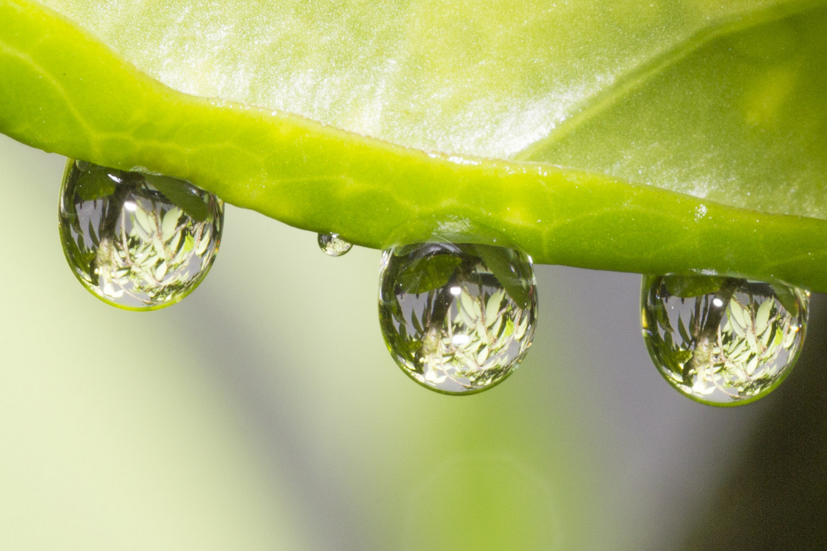 ...tropf...tropf...wo bleibt der Sommer..?.. Foto & Bild | natur-makros ...