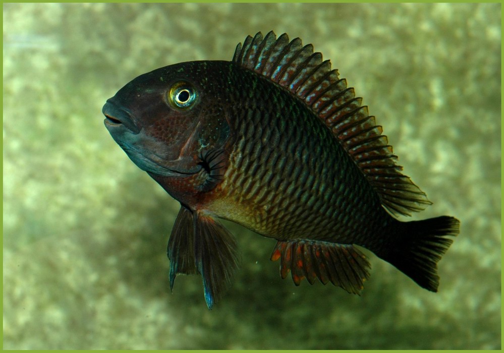 Tropheus Moorii Kasanga Red Rainbow Foto & Bild | tiere, haustiere ...