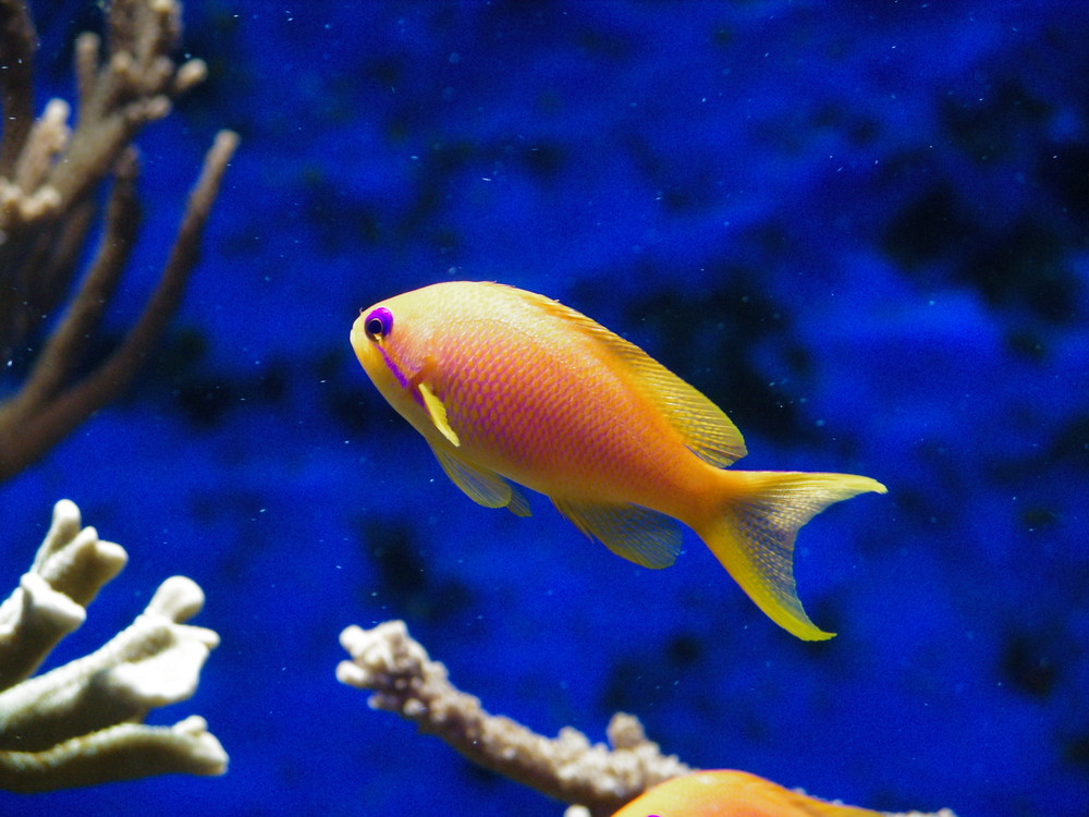 Tropic Fish Foto & Bild | tiere, zoo, wildpark & falknerei, zoo: fische ...