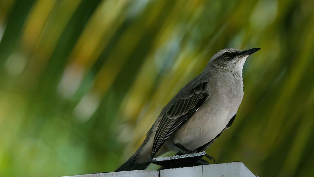 Tropical Mockingbird Foto & Bild | north america, central america ...
